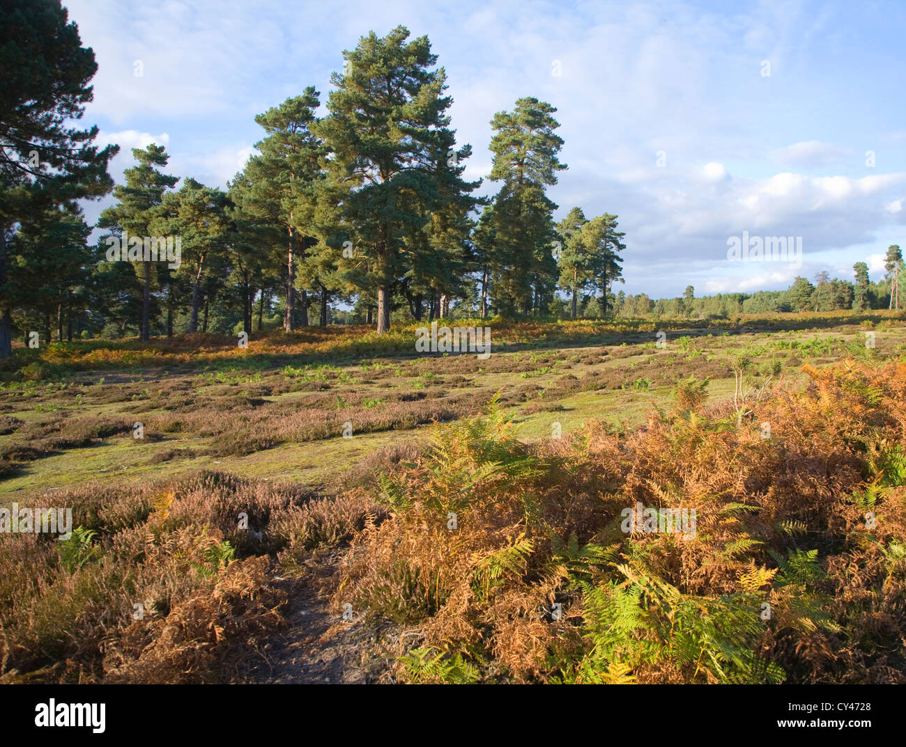 Heathland landscape autumn Upper Hollesley Common ,Suffolk, England ...
