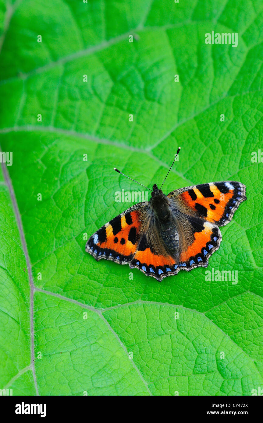 small tortoiseshell butterfly Stock Photo - Alamy