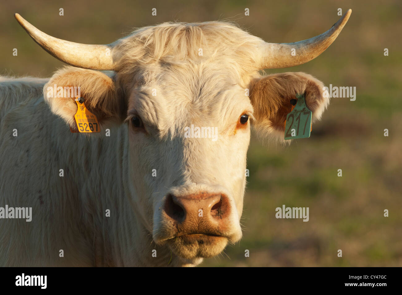 Cow looking in the camera hi-res stock photography and images - Alamy