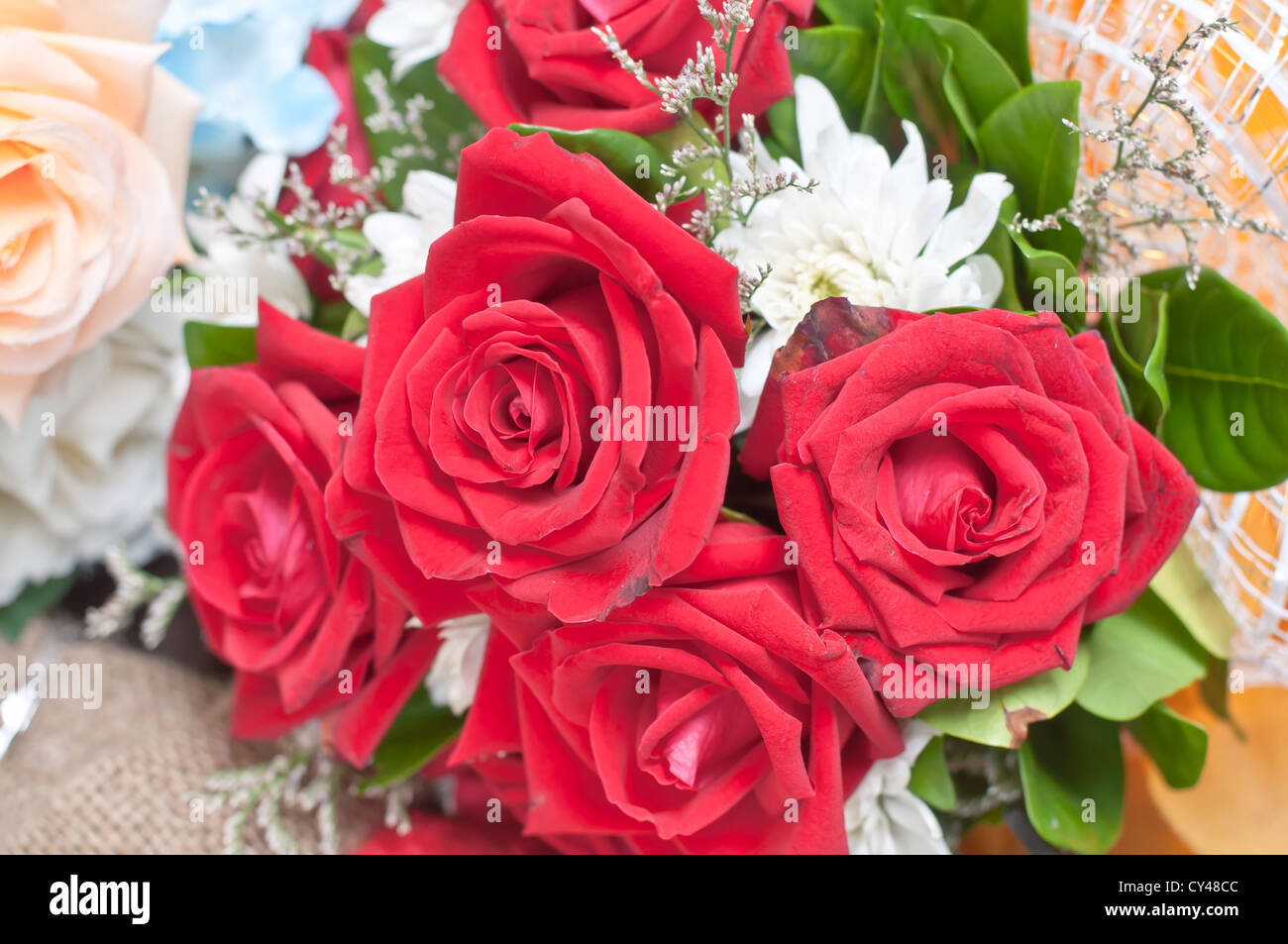Red rose laying hi-res stock photography and images - Alamy