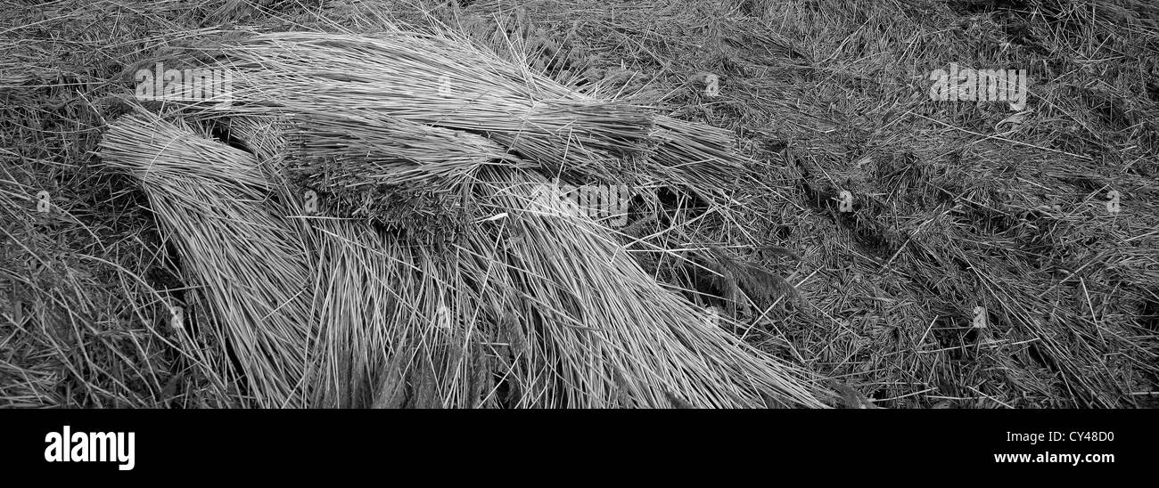 Black and White panoramic image of Norfolk reeds in bundles, Cley-next ...