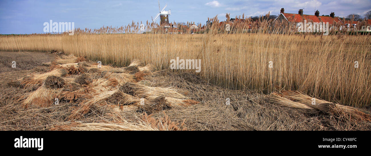 Norfolk reed beds hi-res stock photography and images - Alamy