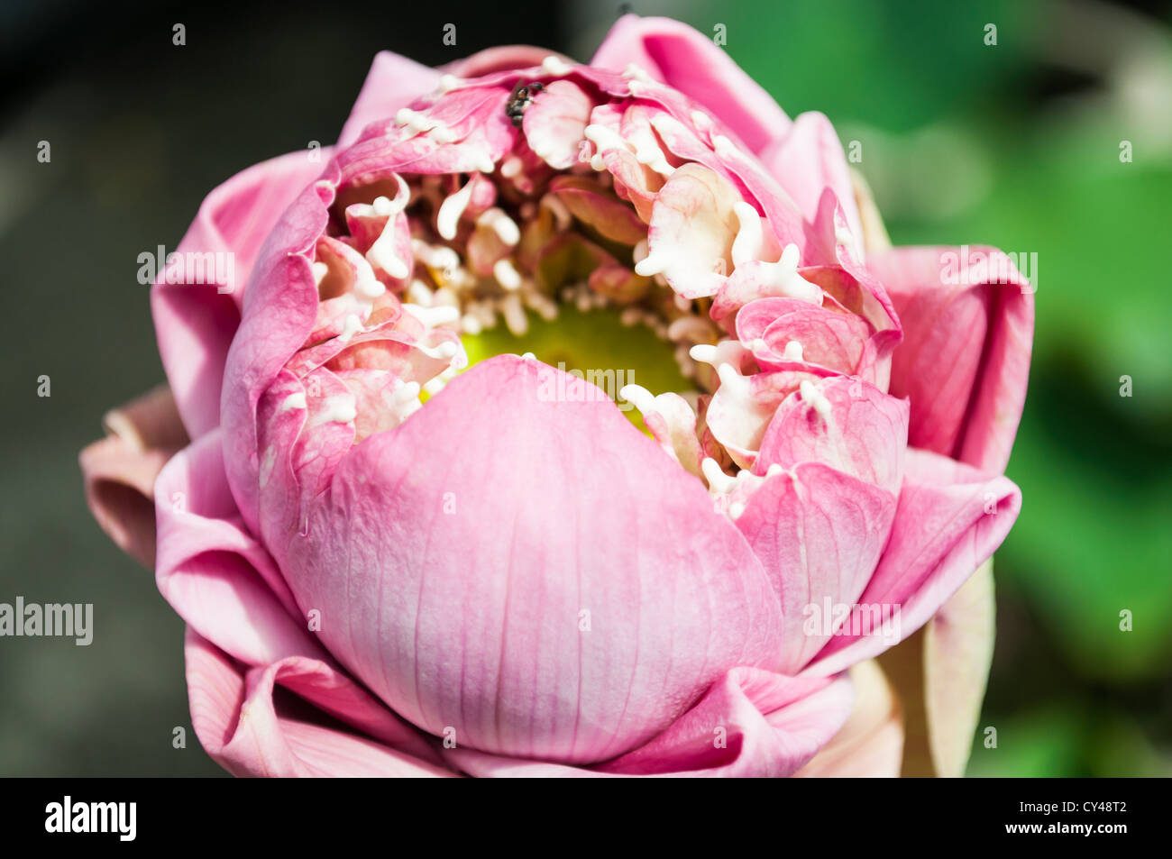 Buddha lotus flower hi-res stock photography and images - Alamy