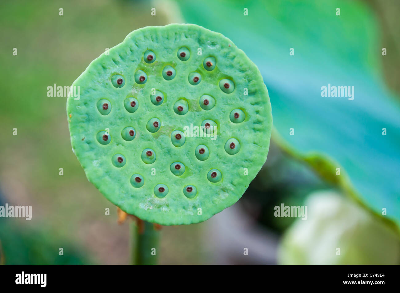 Closeup lotus seeds Stock Photo - Alamy
