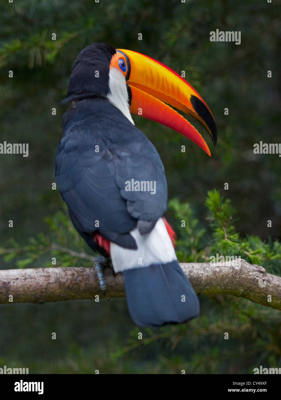 Toco Toucan (ramphastos toco Stock Photo - Alamy