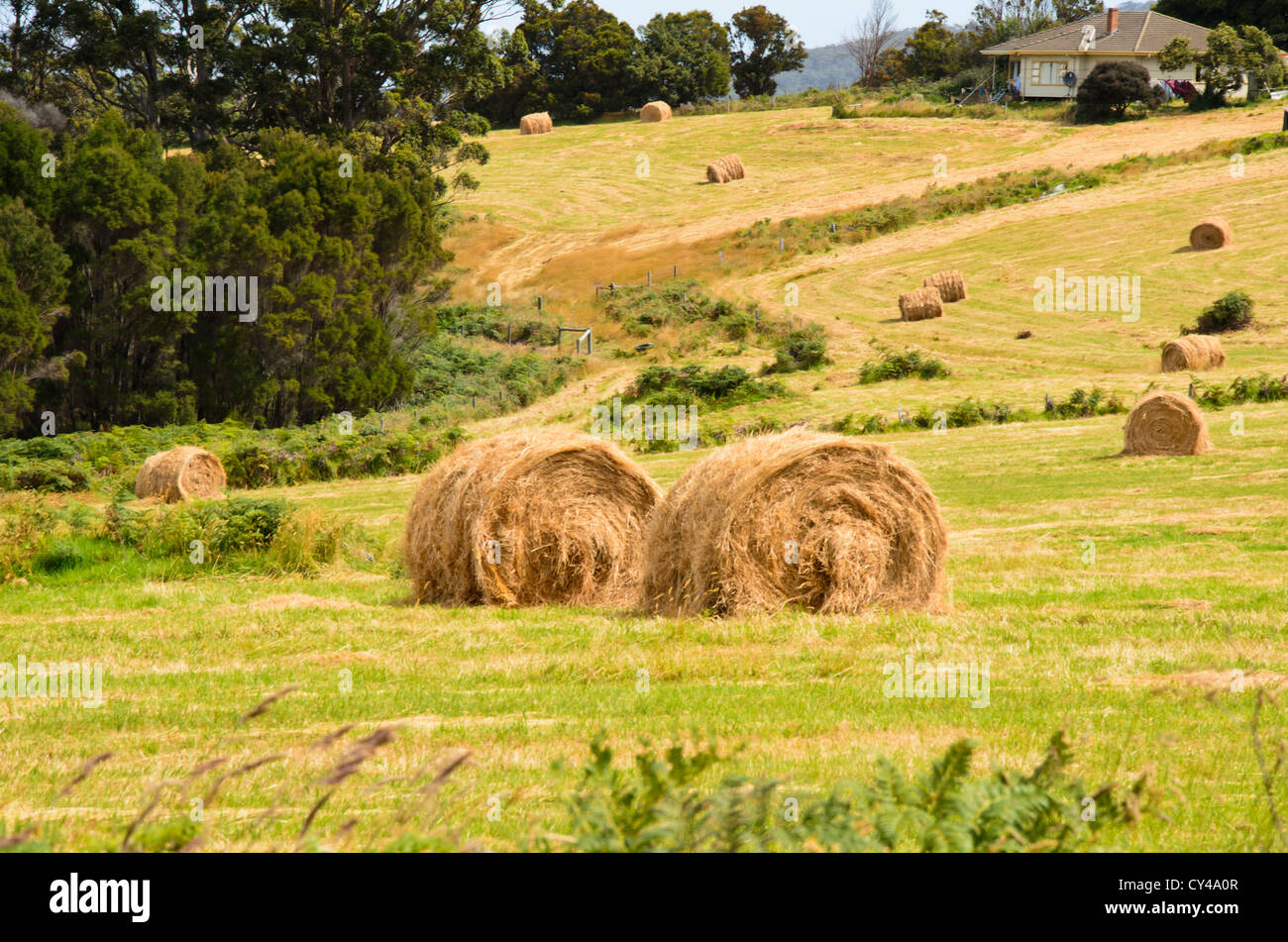 Hay bales in field Stock Photo - Alamy
