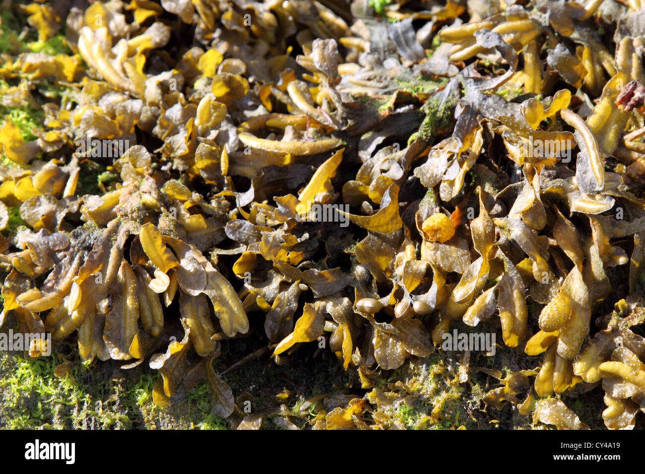 Bladderwrack seaweed hi-res stock photography and images - Alamy
