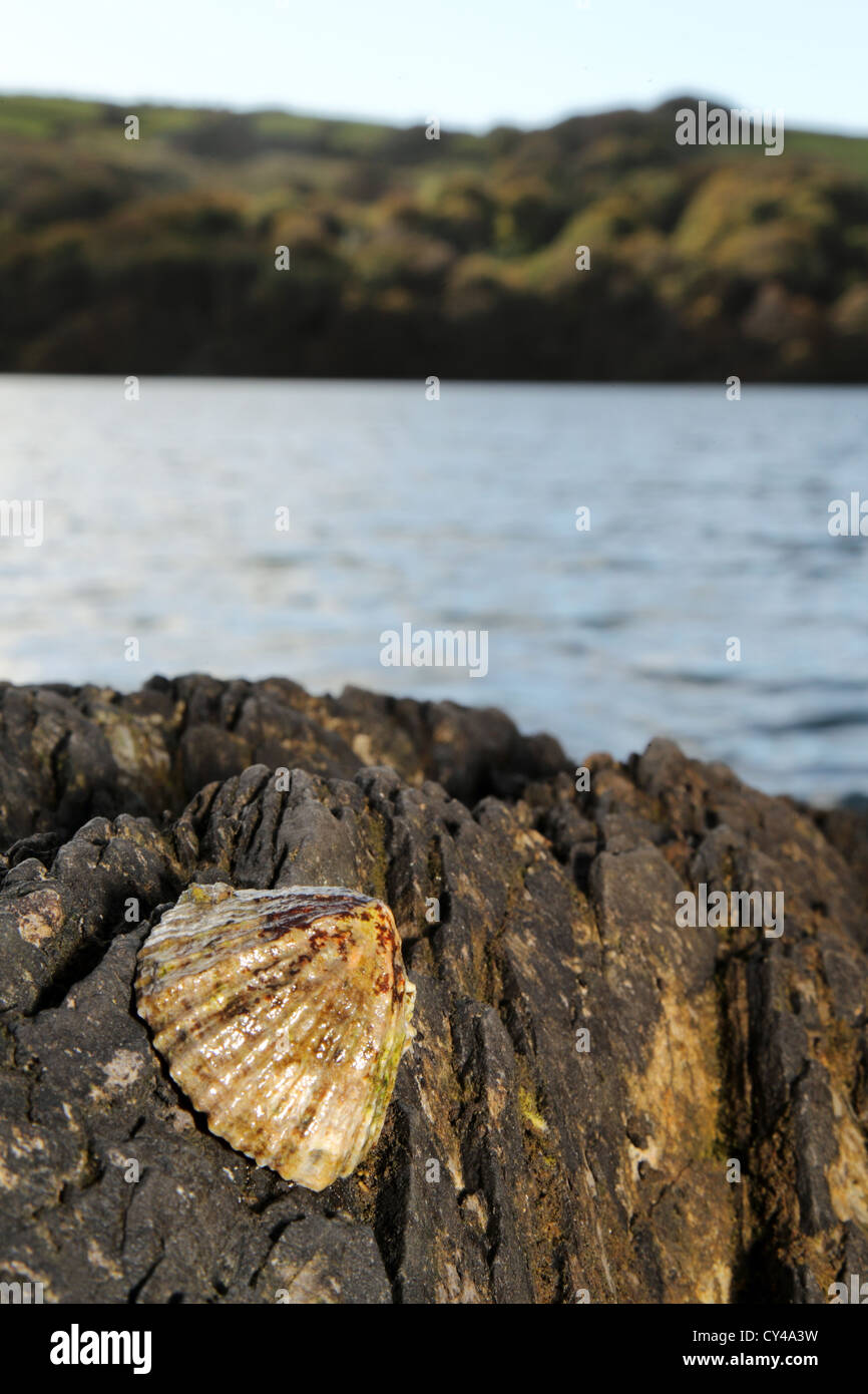 Limpet on rocks Stock Photo - Alamy