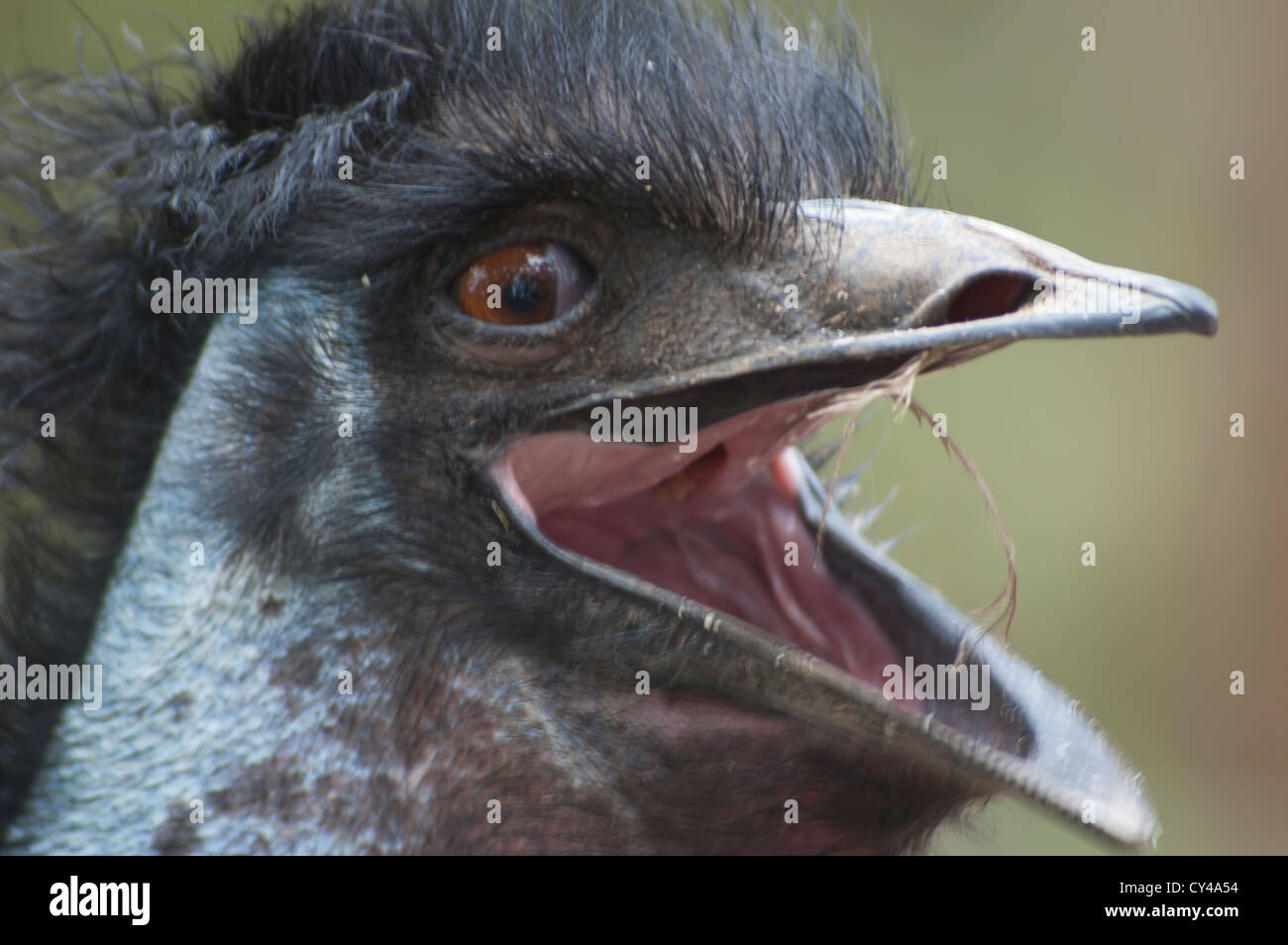Australian calling bird hi-res stock photography and images - Alamy
