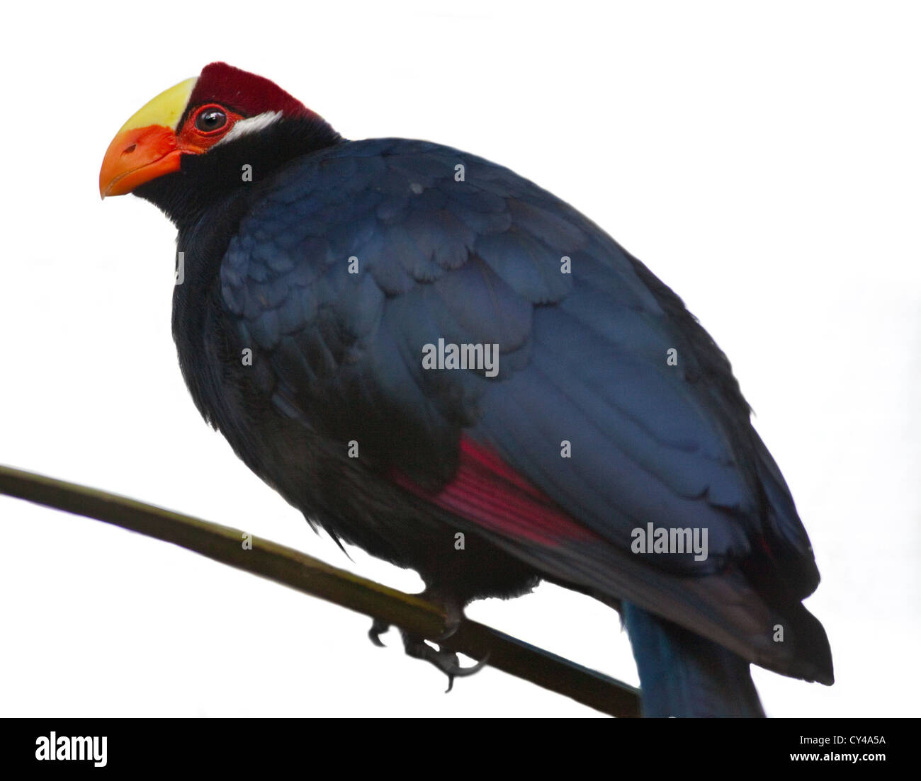 Violaceous Turaco/Violet Touraco (musophaga violacea Stock Photo - Alamy