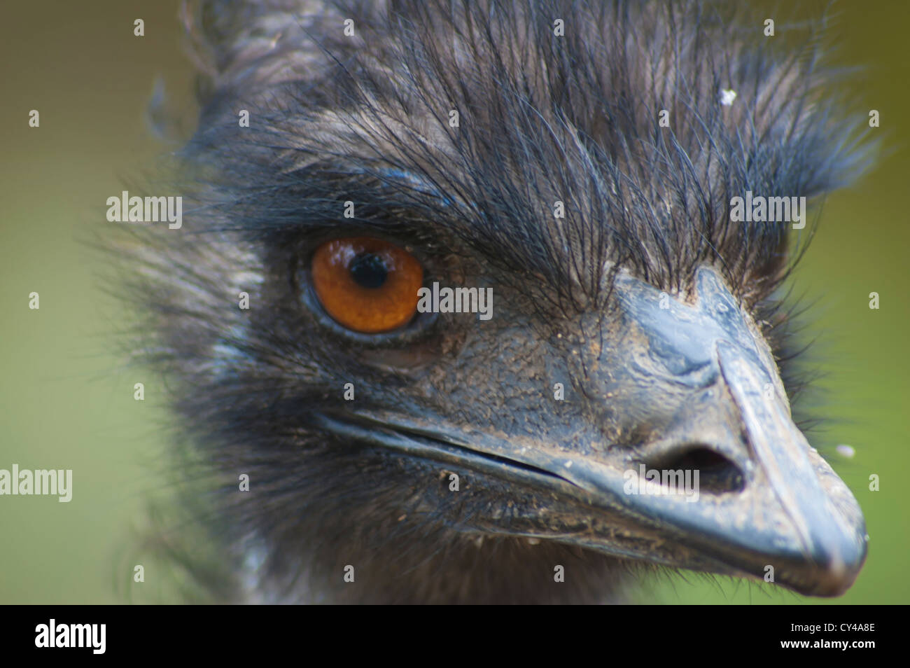 Emu close up Stock Photo - Alamy