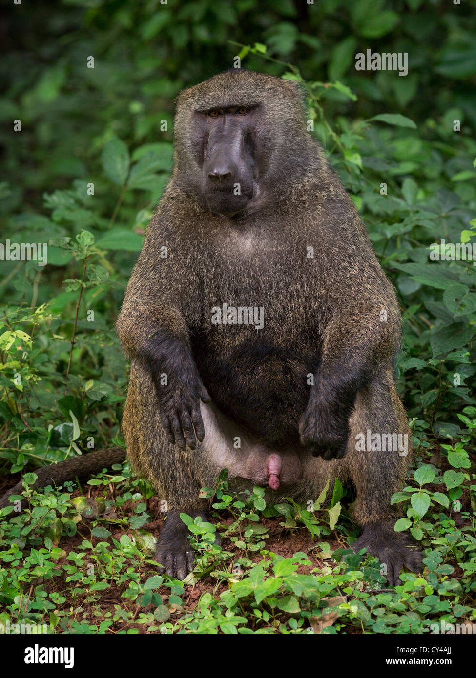 Baboon in the Budongo Forest Reserve in Uganda Stock Photo - Alamy