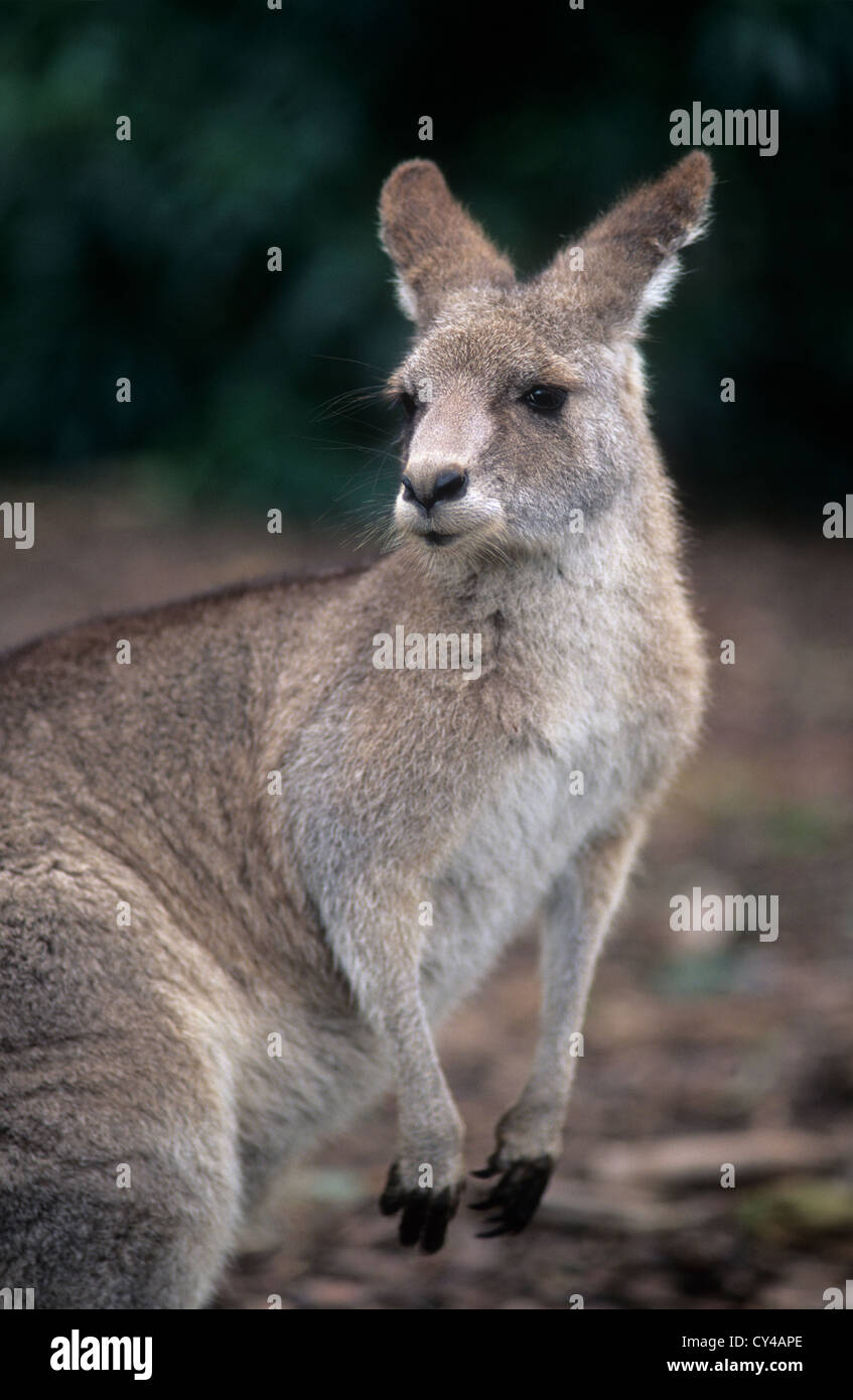 Wildlife, Australian, kangaroo, western grey kangaroo Stock Photo - Alamy