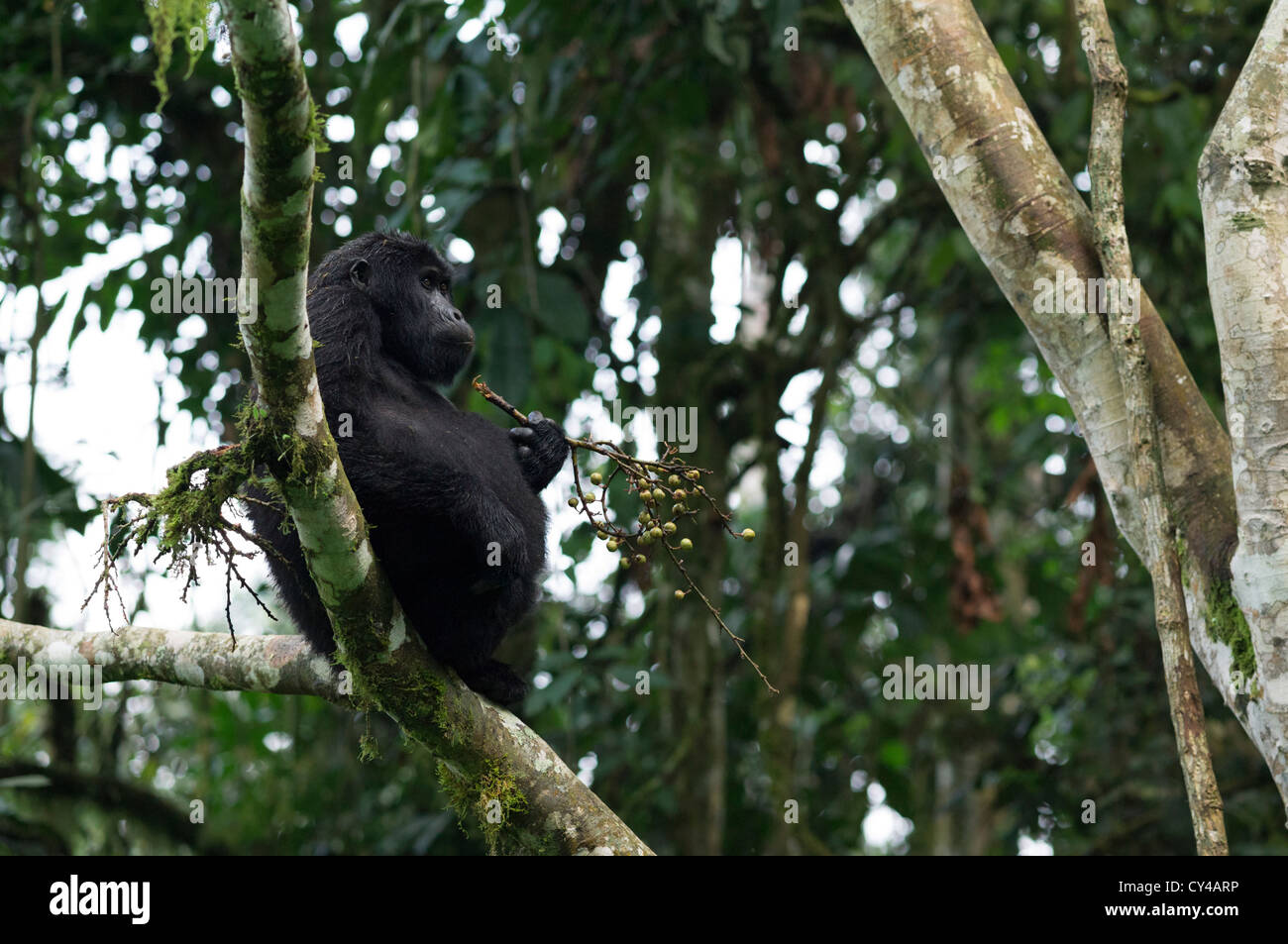 Gorilla Tree High Resolution Stock Photography and Images - Alamy