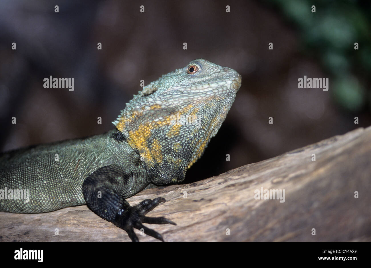 Wildlife, Reptiles, Australian bearded dragon Stock Photo - Alamy