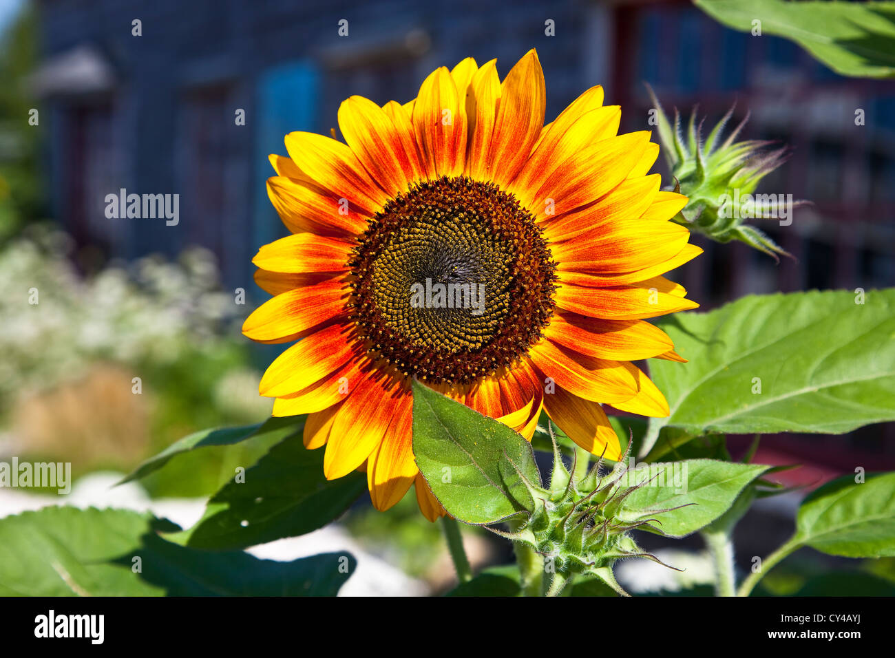Flower cod hi-res stock photography and images - Alamy
