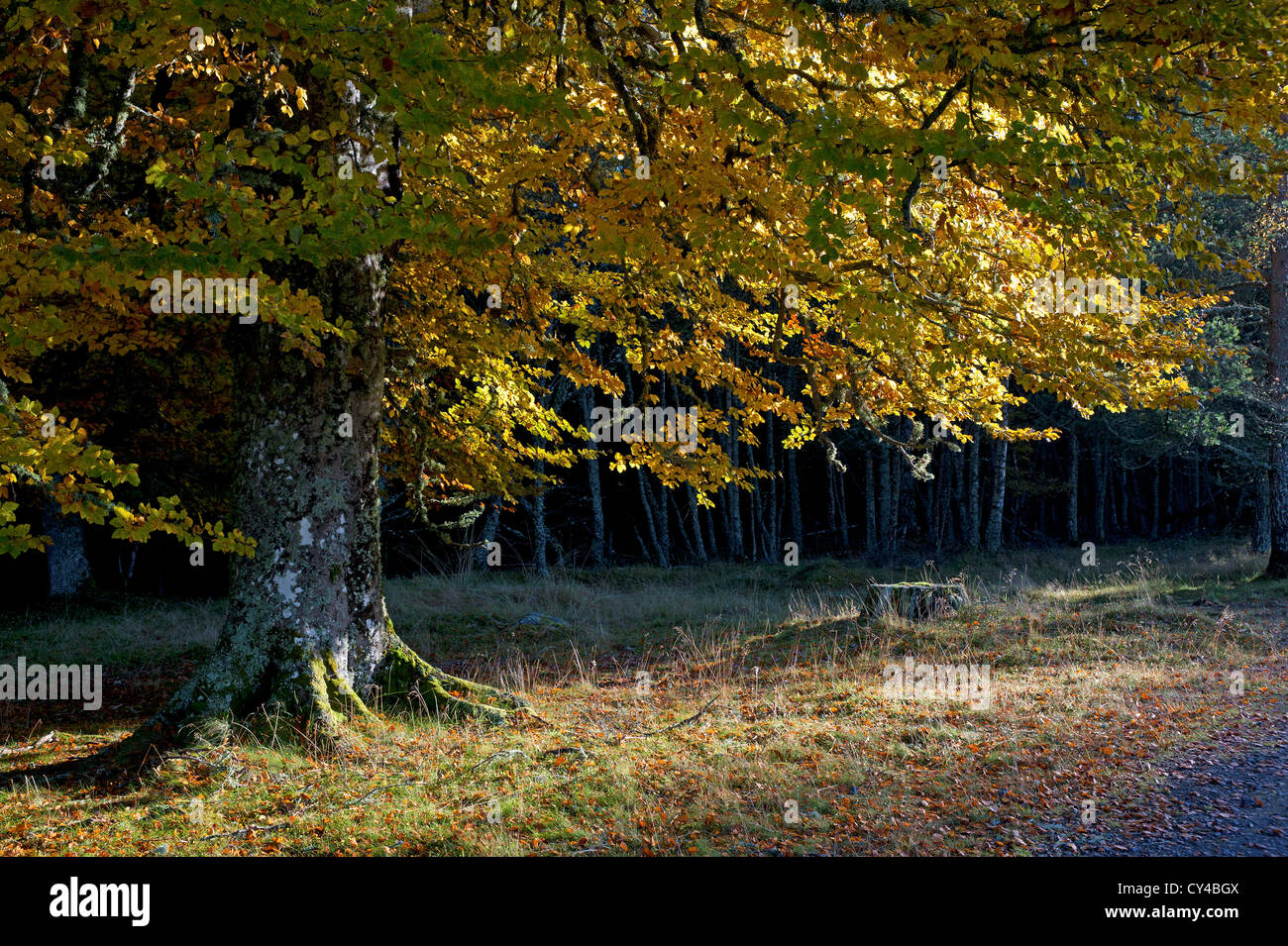 Beech tree in Autumn, Strathspey. Inverness-shire. SCO 8740 Stock Photo ...