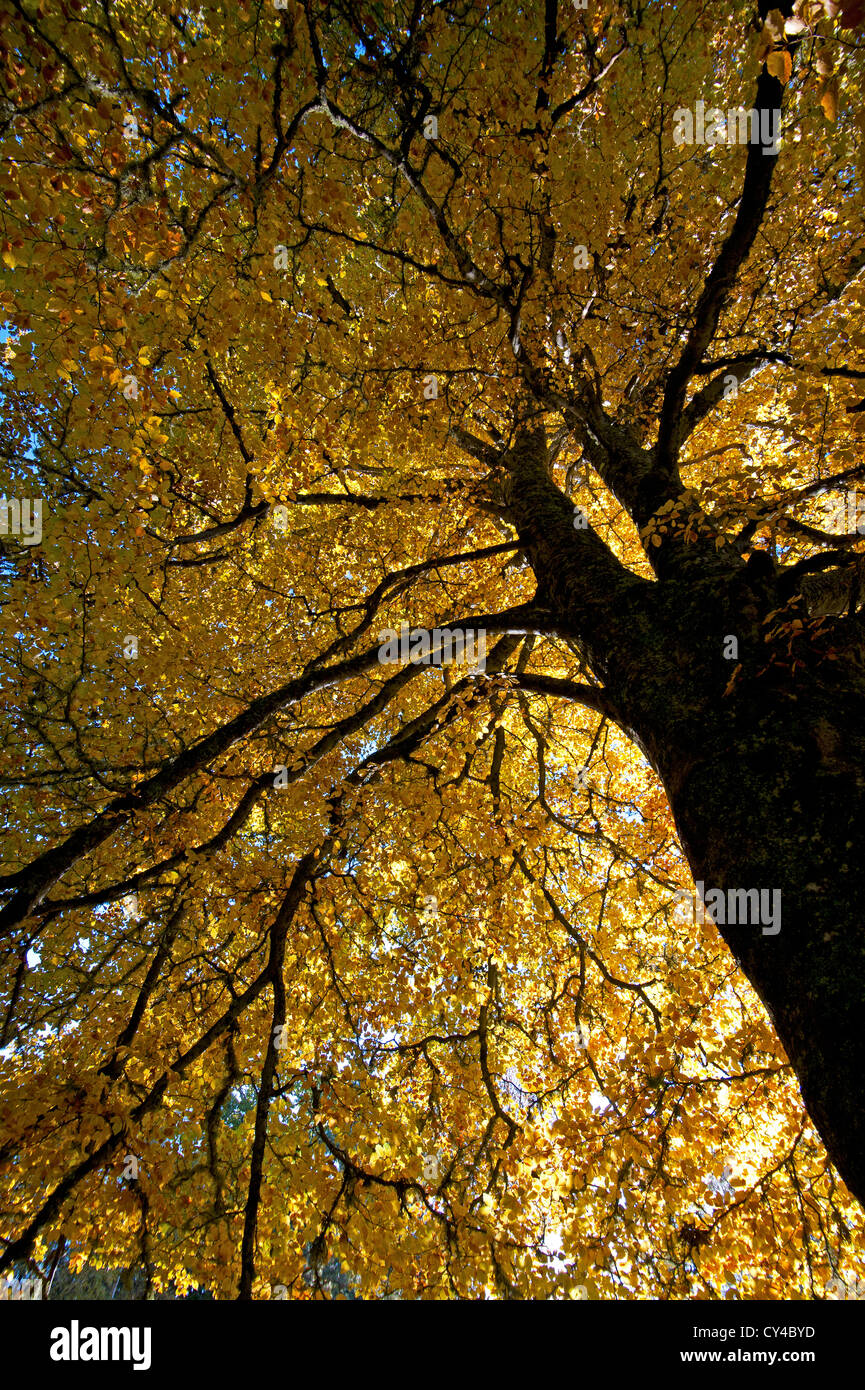 Nothofagus species hi-res stock photography and images - Alamy