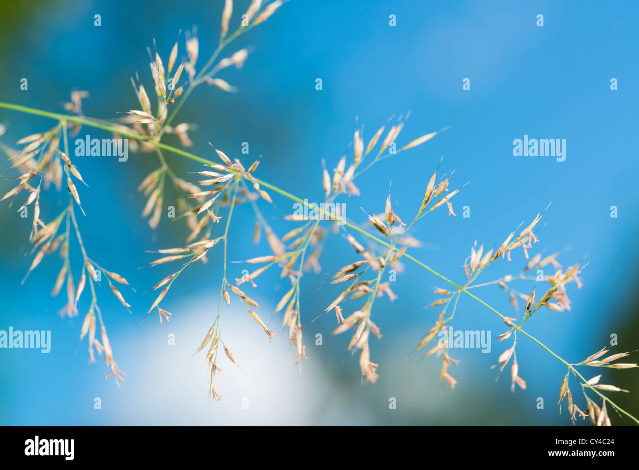 Strand of grass hi-res stock photography and images - Alamy