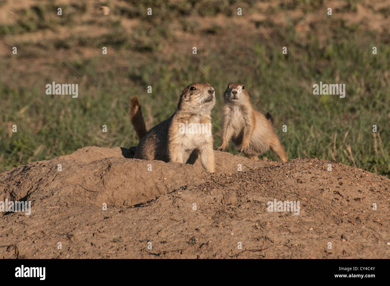 Prairie dog in burrow hi-res stock photography and images - Alamy