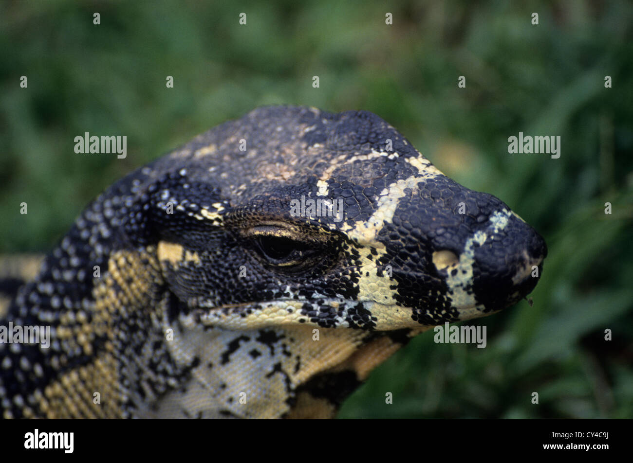 Wildlife, Australia, Monitor Lizard Stock Photo - Alamy