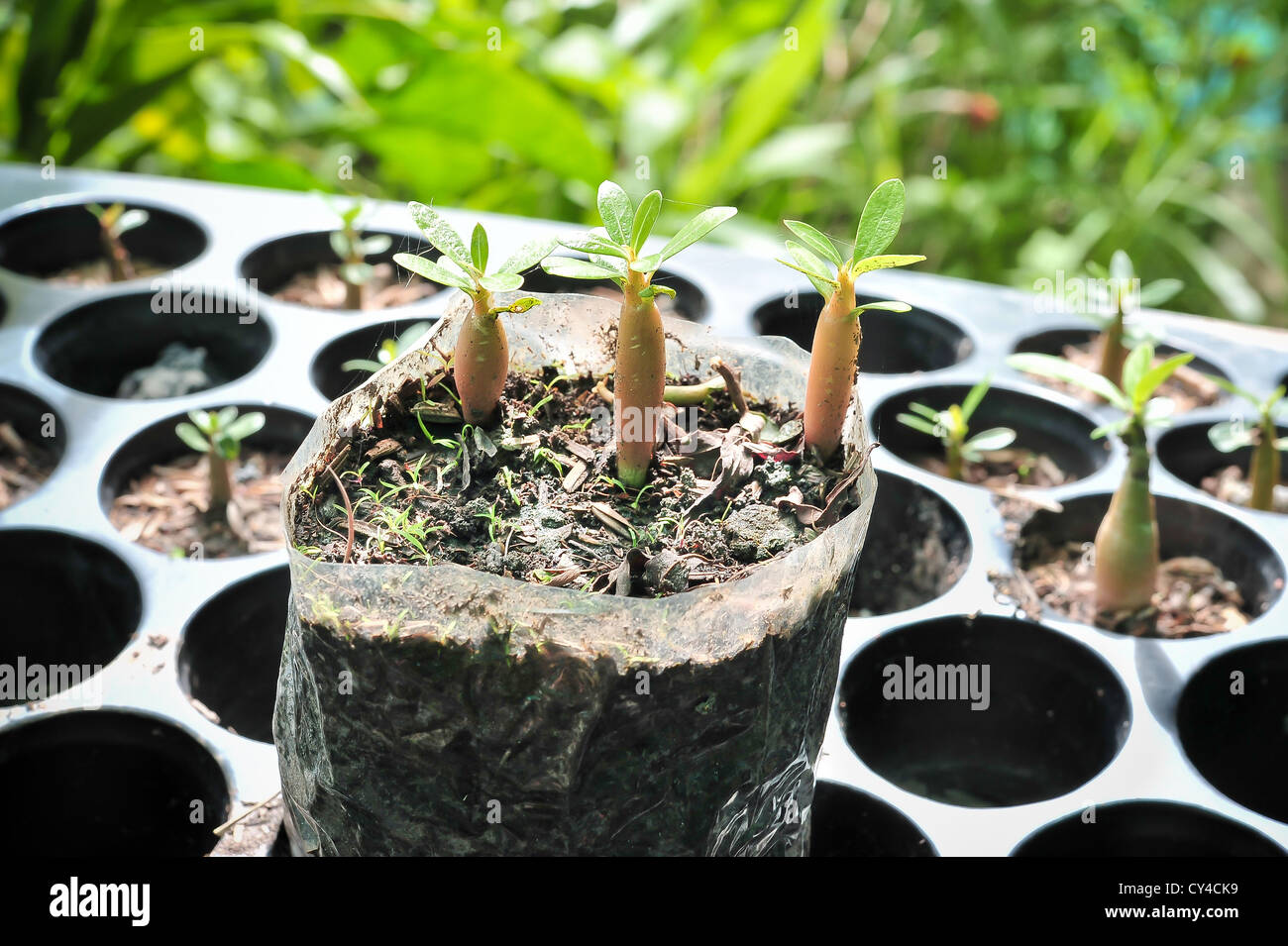 Young adenium obesum hi-res stock photography and images - Alamy