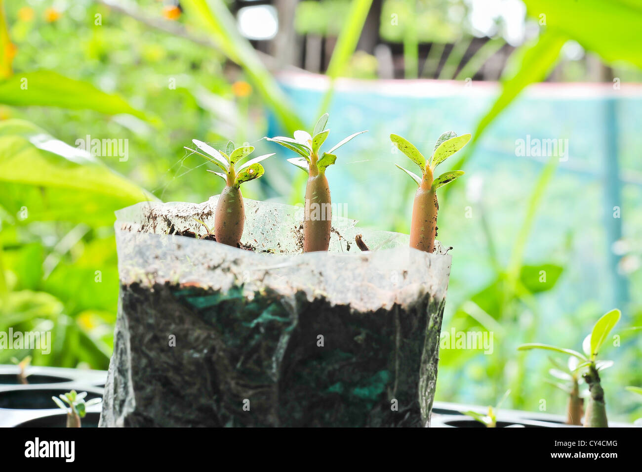 Young adenium obesum hi-res stock photography and images - Alamy