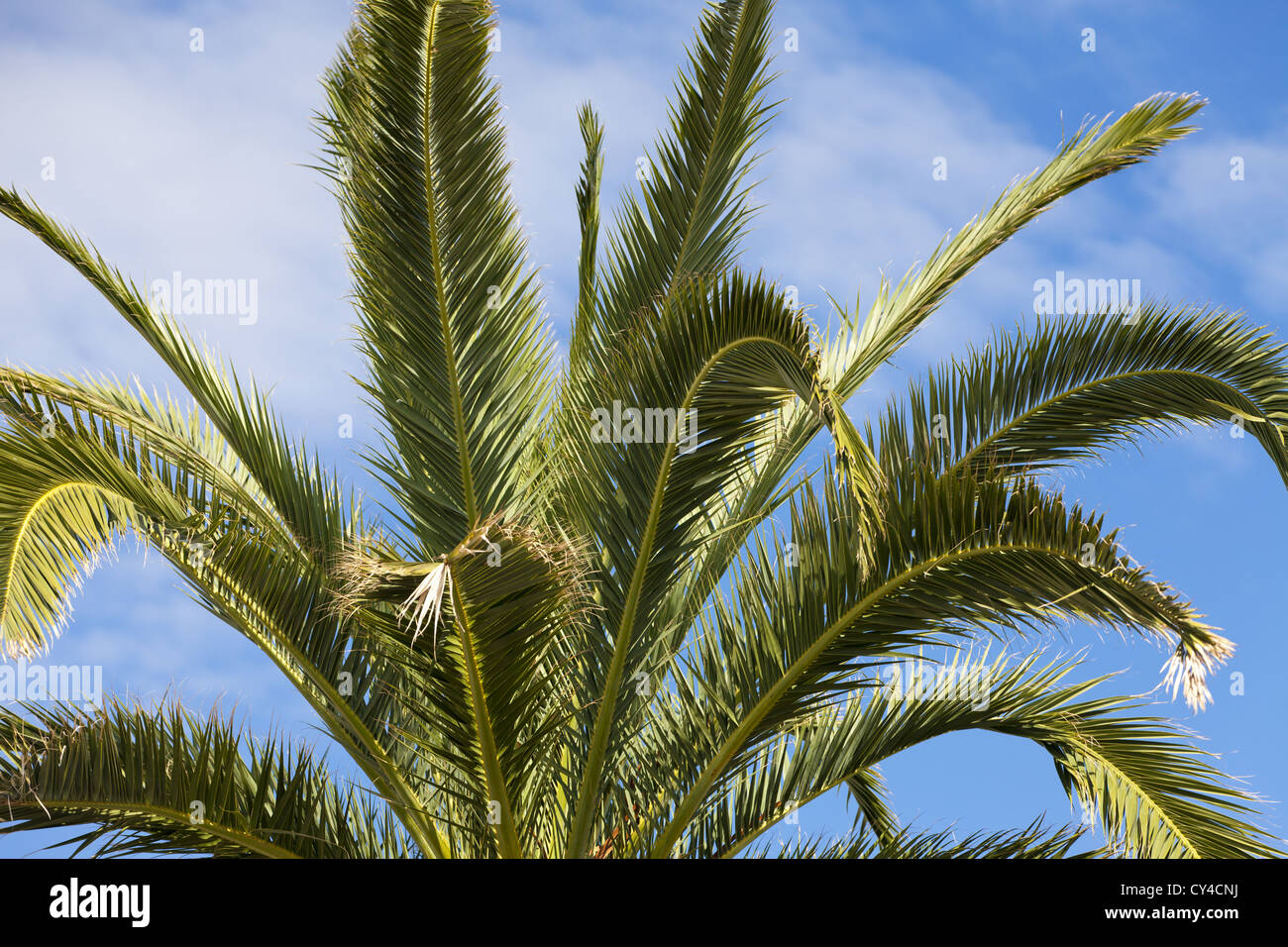 Large palm tree with beautiful green palm fronds in front of a blue sky ...