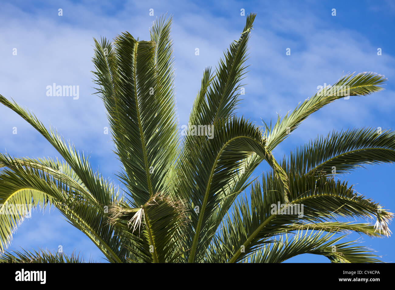 Large palm tree with beautiful green palm fronds in front of a blue sky ...