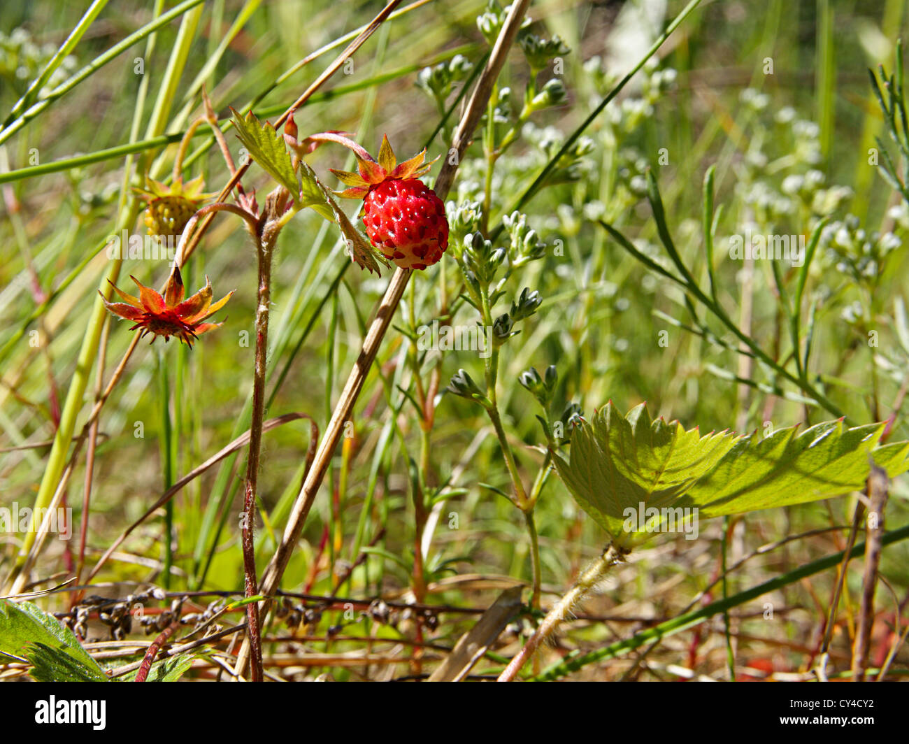Wild strawberry in a grass Stock Photo - Alamy