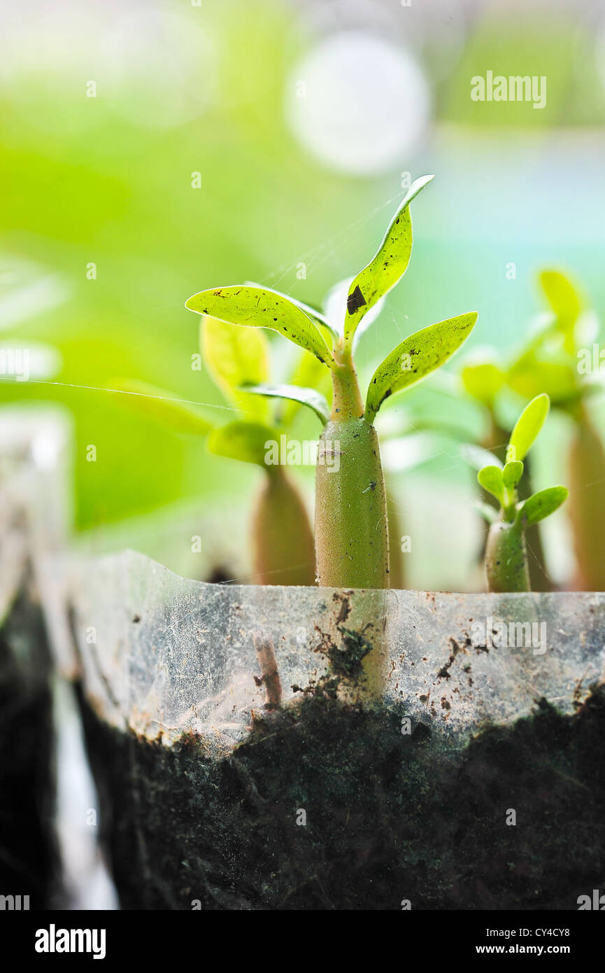 Young Adenium Obesum Stock Photo - Alamy