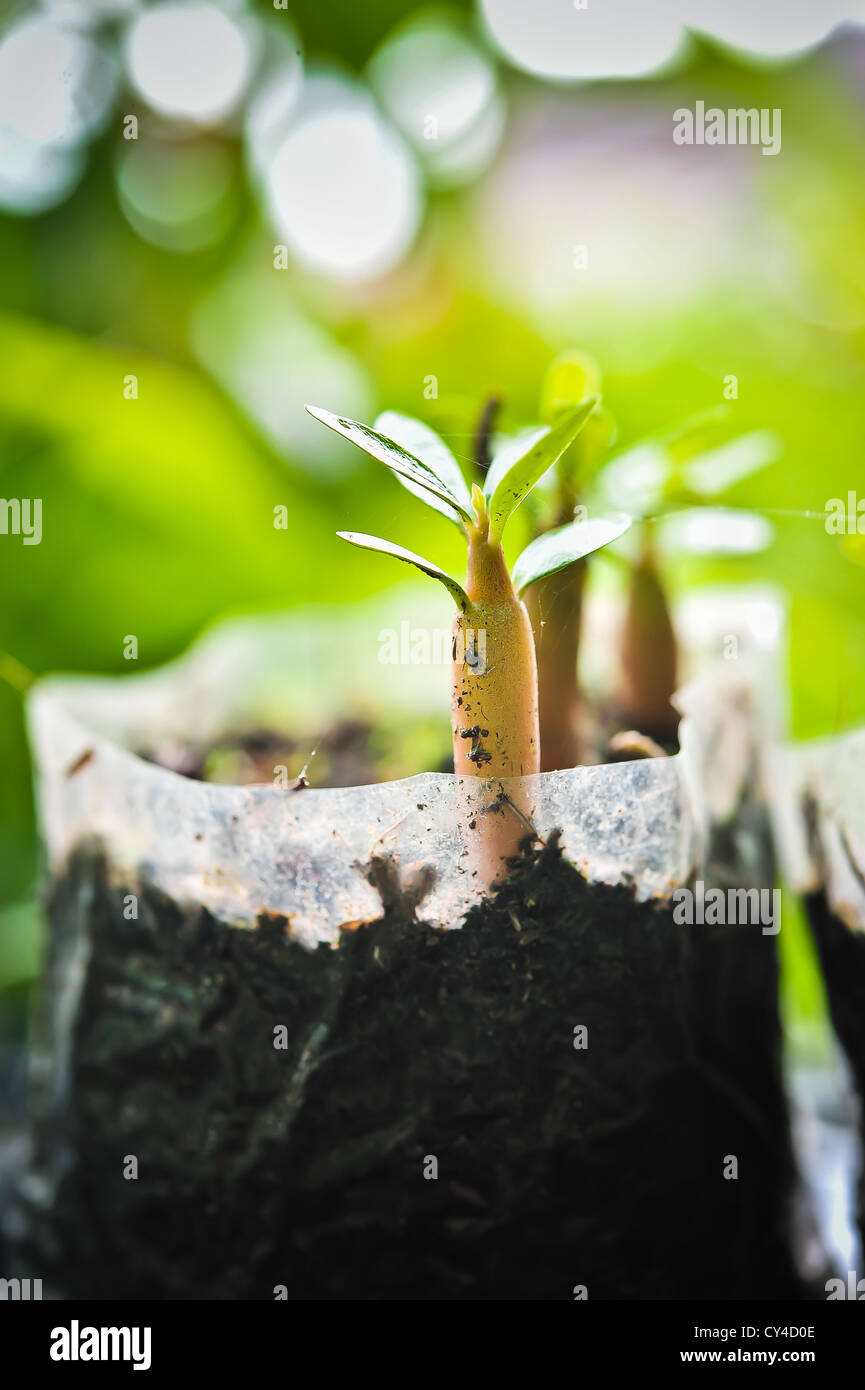 Pot adenium obesum flower plant hi-res stock photography and images - Alamy