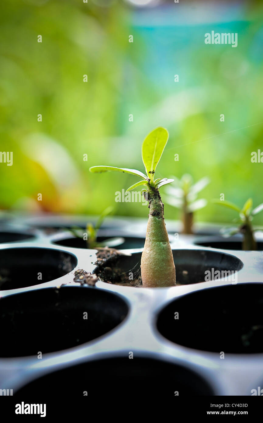 Young Adenium Obesum Stock Photo - Alamy