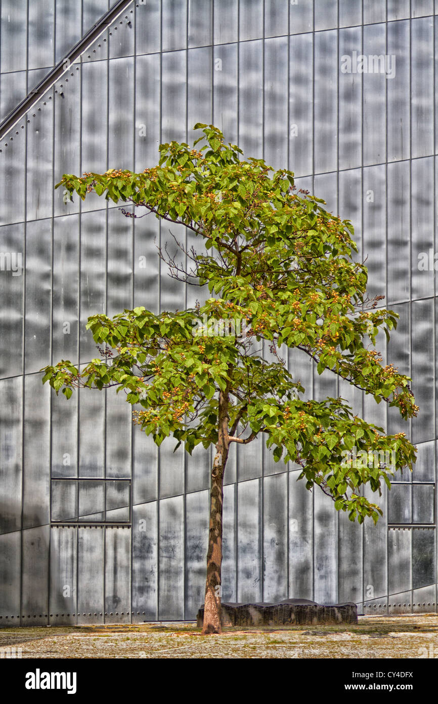 tree in Jewish Museum in Berlin Stock Photo - Alamy