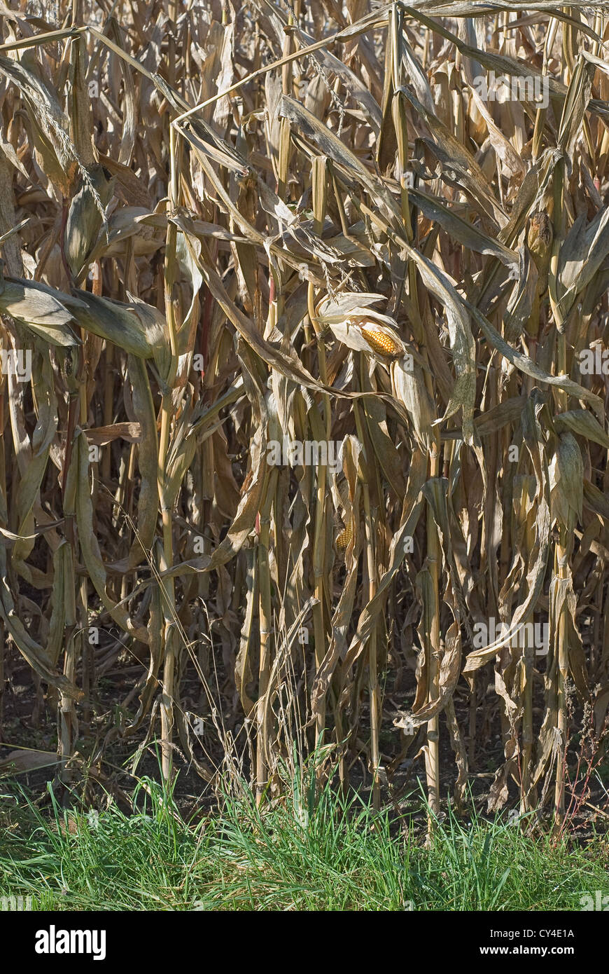 Corn with Husk Drying in Autumn Sunshine Stock Photo - Alamy