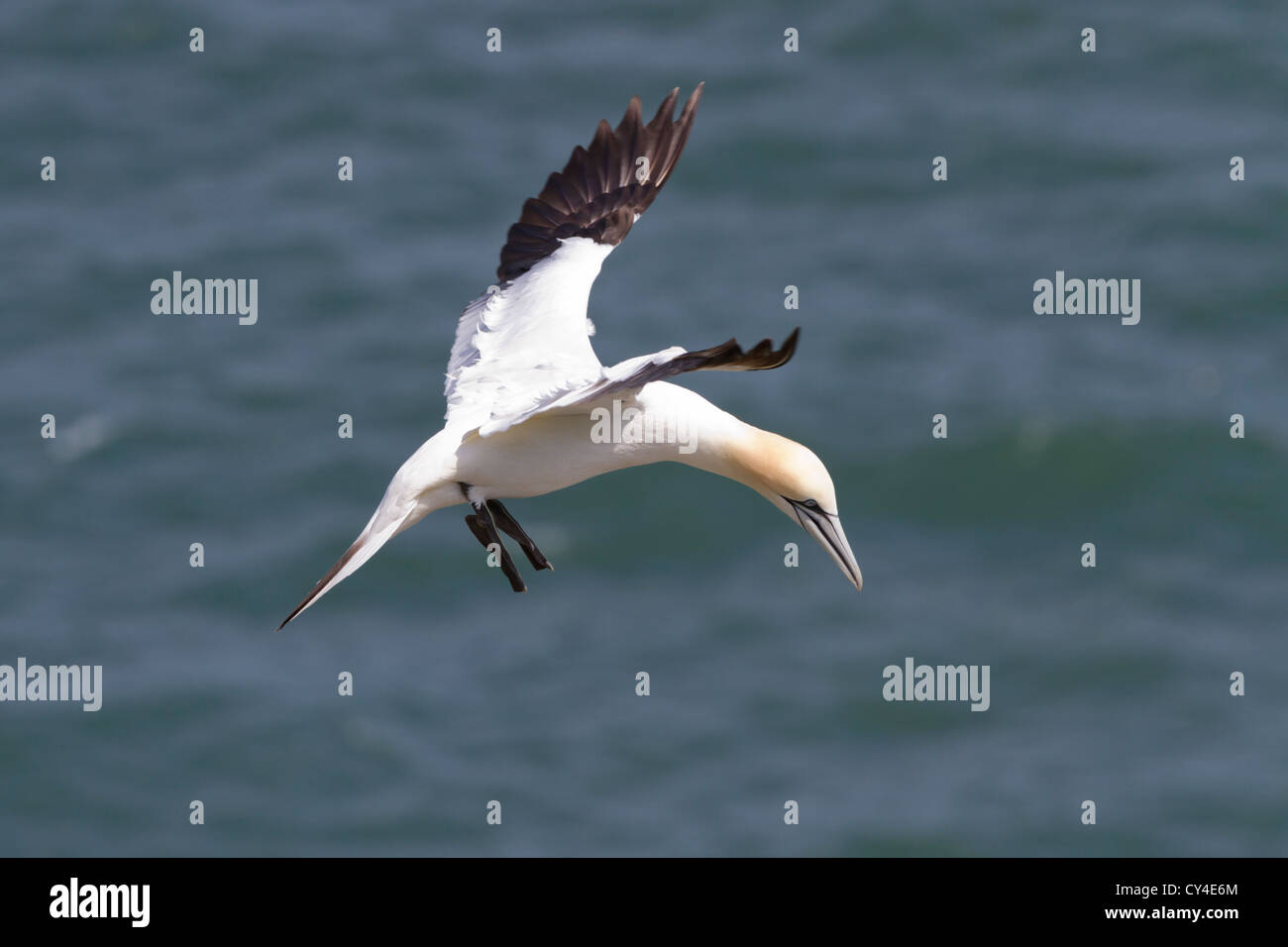 Gannet about to dive into the sea Stock Photo - Alamy