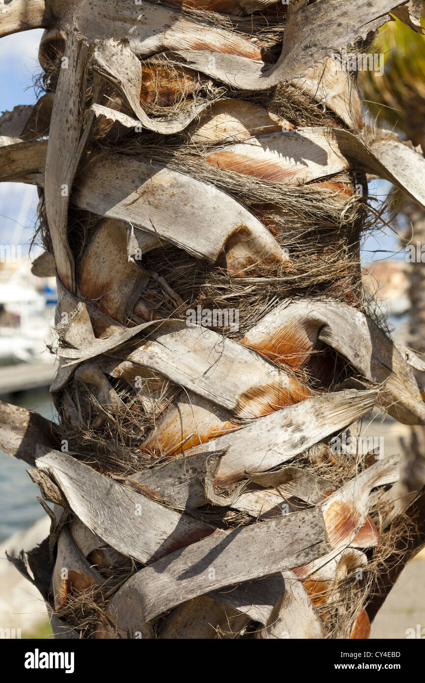 Close up view of a Palm trunk Stock Photo - Alamy