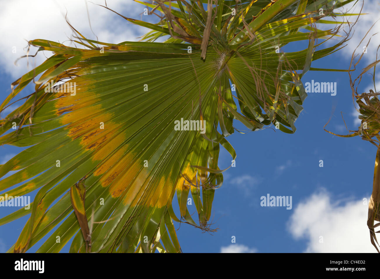 Over head look on a Palm frond in the wind in front of a blue sky Stock ...