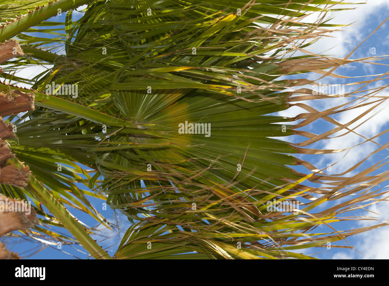 Over head look on a Palm tree in the wind in front of a blue sky Stock ...