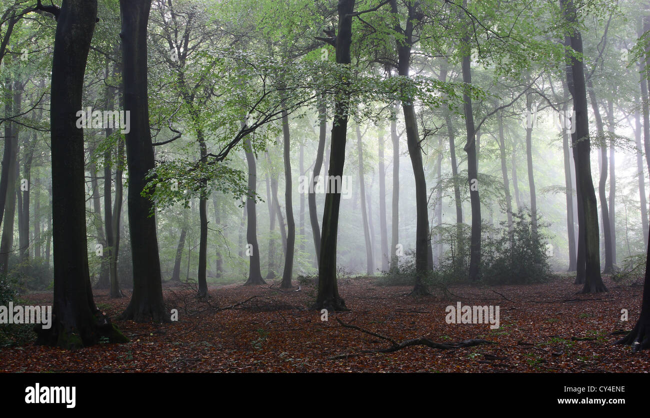 Woodland mist hi-res stock photography and images - Alamy