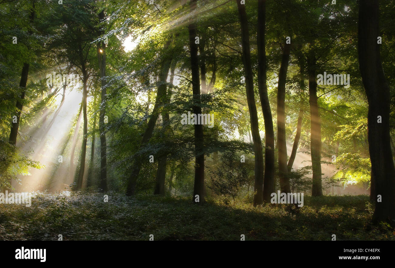 Sun burst in the woods Stock Photo - Alamy