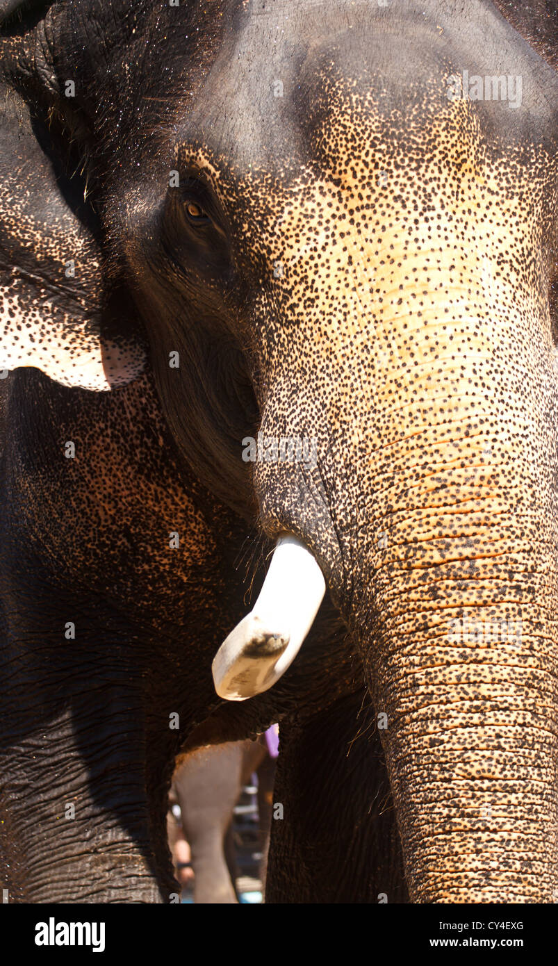 Close-up picture of elephant ivory Stock Photo - Alamy