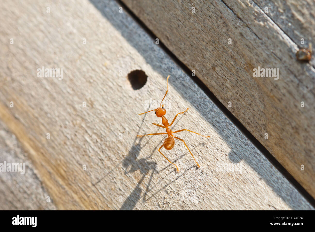 Ant are walking on wood Stock Photo - Alamy