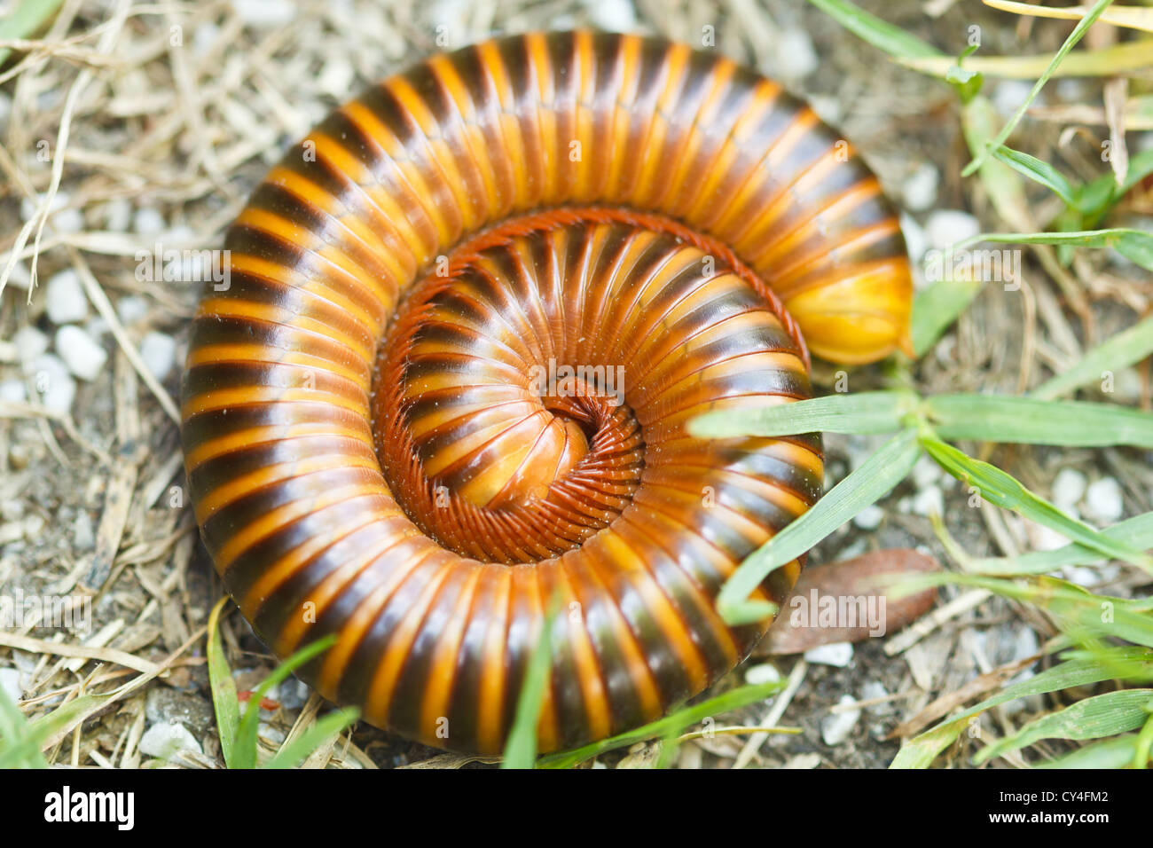 Millipede hi-res stock photography and images - Alamy