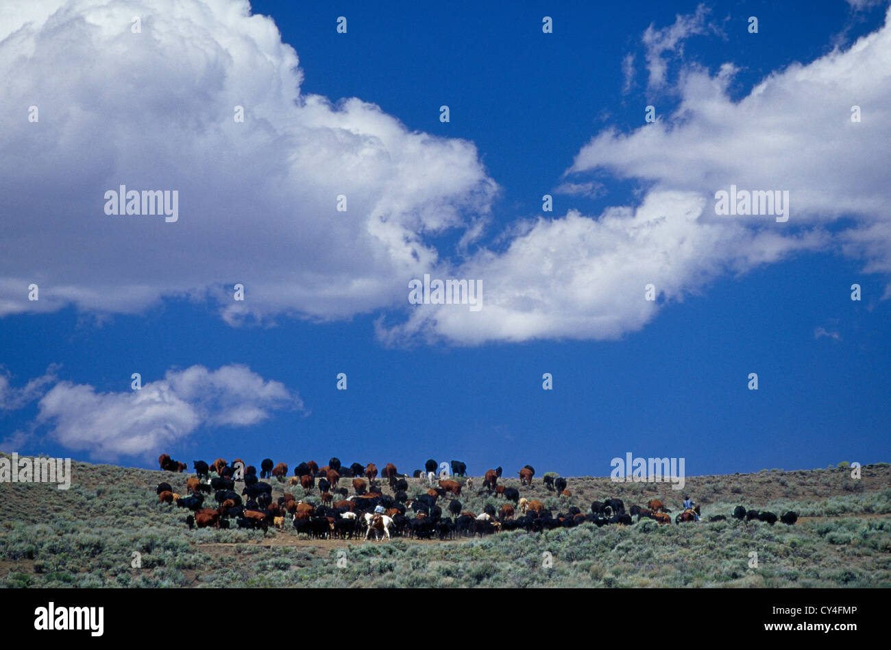 NORTH AMERICAN COWBOY HERDING CATTLE JULY, IDAHO Stock Photo - Alamy