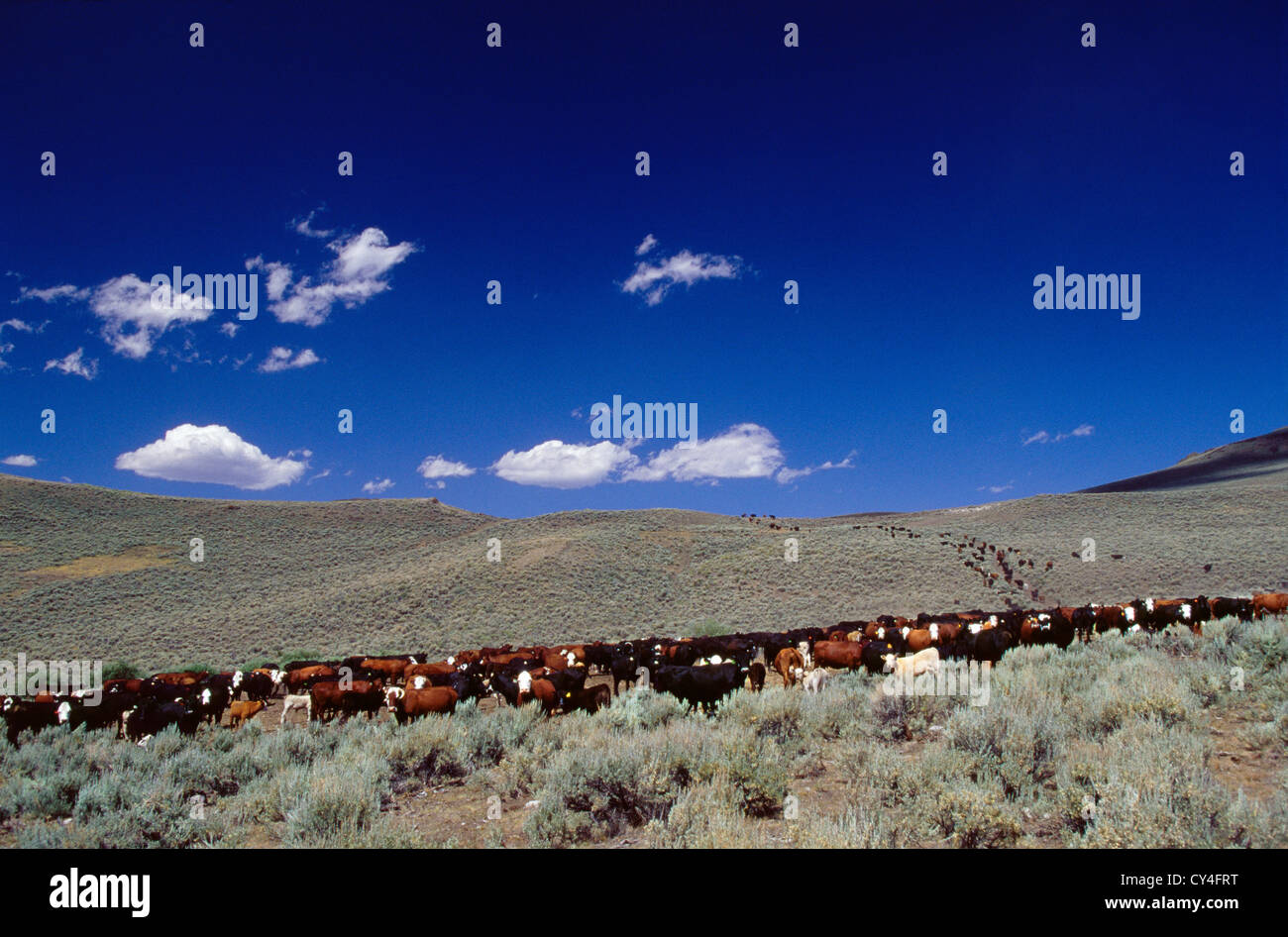NORTH AMERICAN COWBOY HERDING CATTLE JULY, IDAHO Stock Photo - Alamy