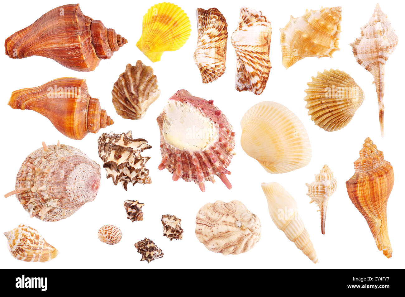 Shells collection isolated on white background Stock Photo - Alamy
