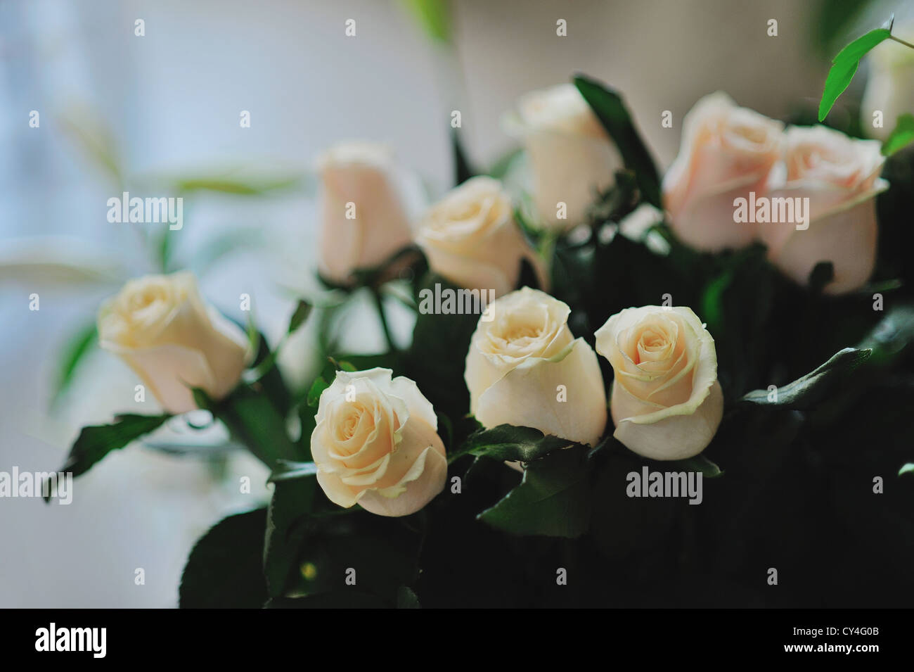 fresh cream roses in a bouquet Stock Photo - Alamy