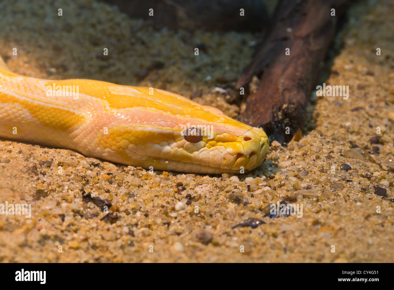 Light brown snake hi-res stock photography and images - Alamy