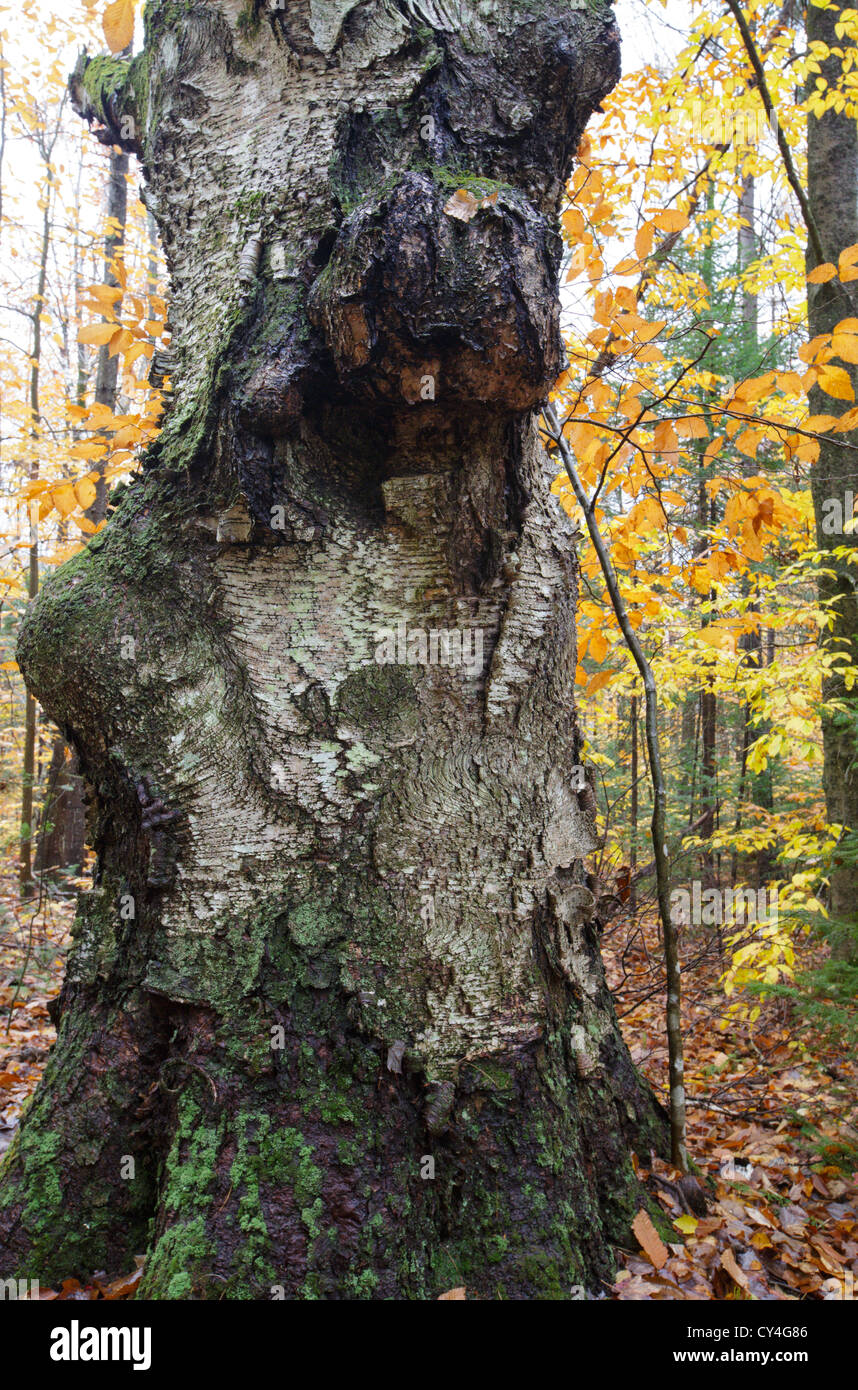 Biodiversity gap hi-res stock photography and images - Alamy